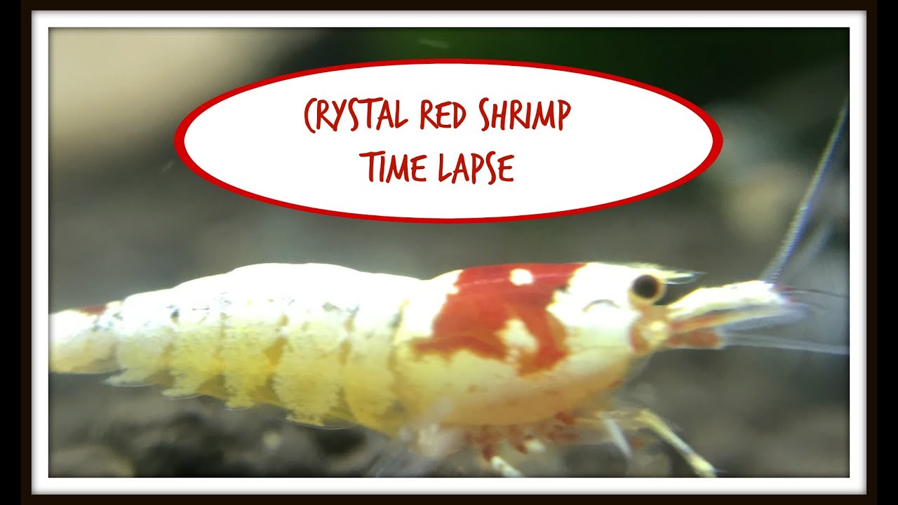 Crystal Red Shrimp - Time lapse SS SSS Grade - YouTube