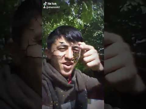 Detka ti moy kayf  tik tok