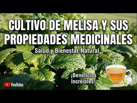 Propiedades de la  melisa, beneficios || plantas medicinales || #melisa