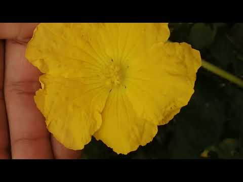 What a beautiful flower | Nature | Random | Wild |XD Flaps Tv | #shorts #youtubeshorts