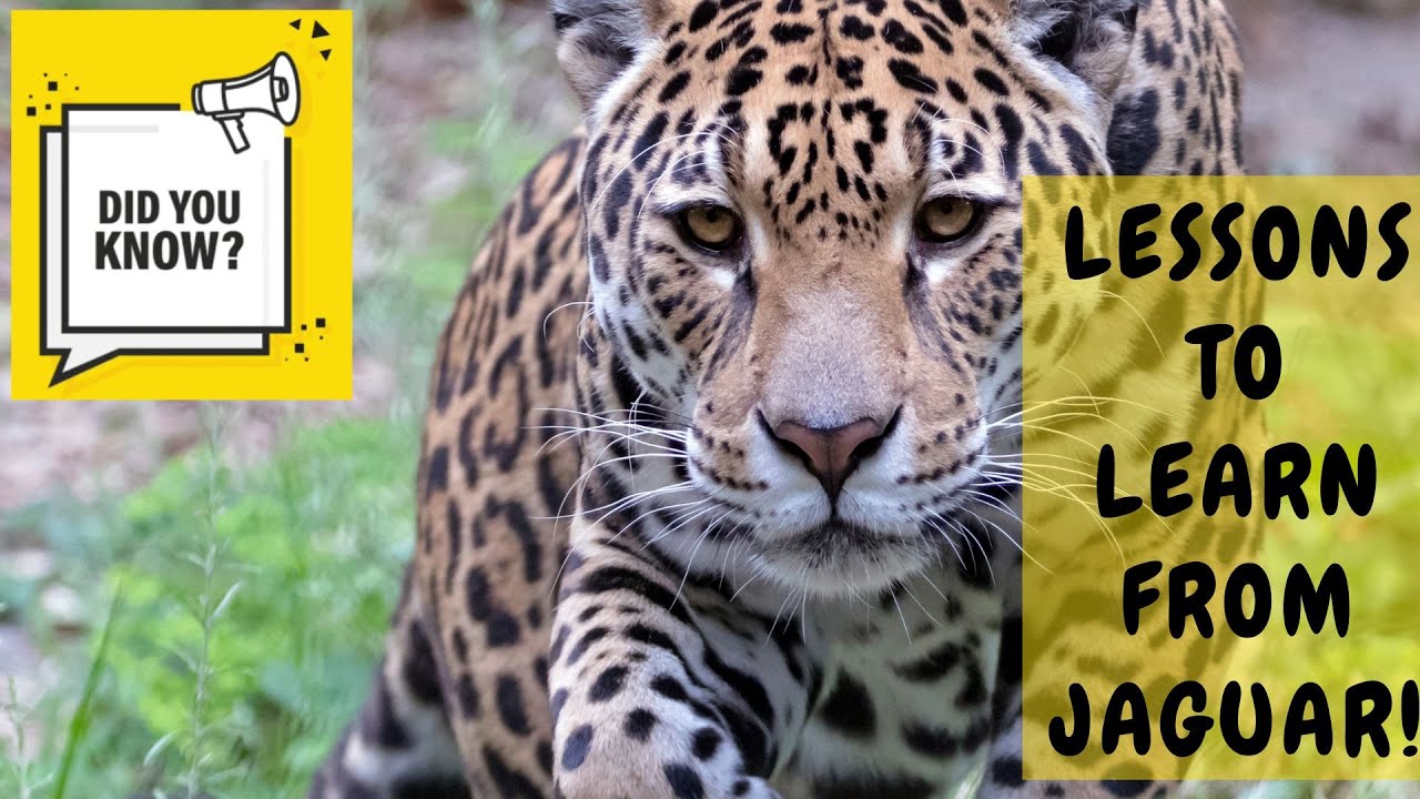 DID YOU KNOW - LESSONS TO LEARN FROM JAGUAR! - YouTube