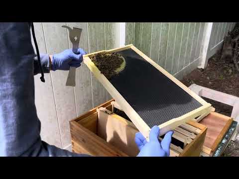 Marking our queen 5/26/25