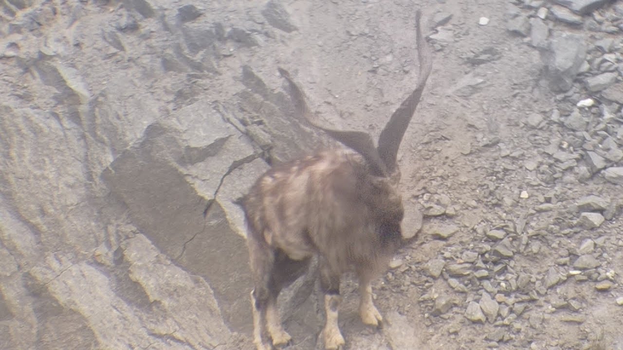 Astore markhor fighting for female in rut season | Gilgit Baltistan ...