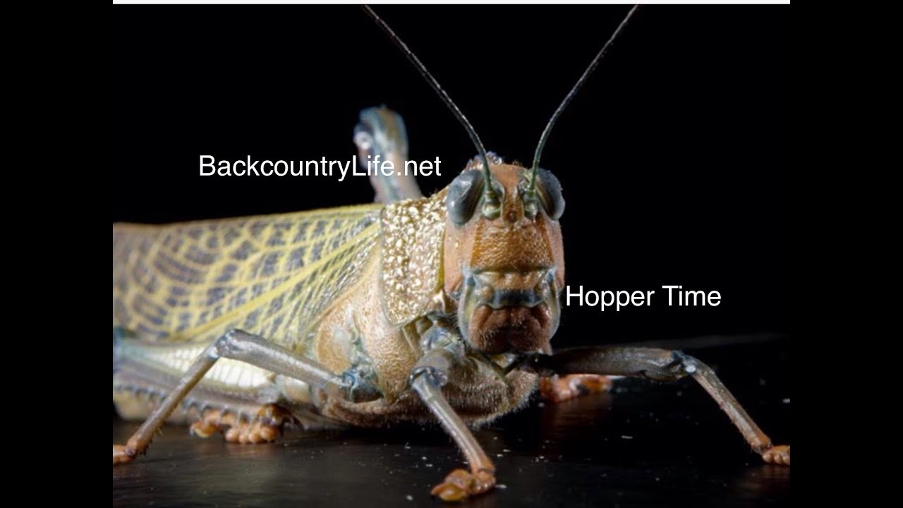 How to tie flies Hopper fly - Easy fly tying - YouTube