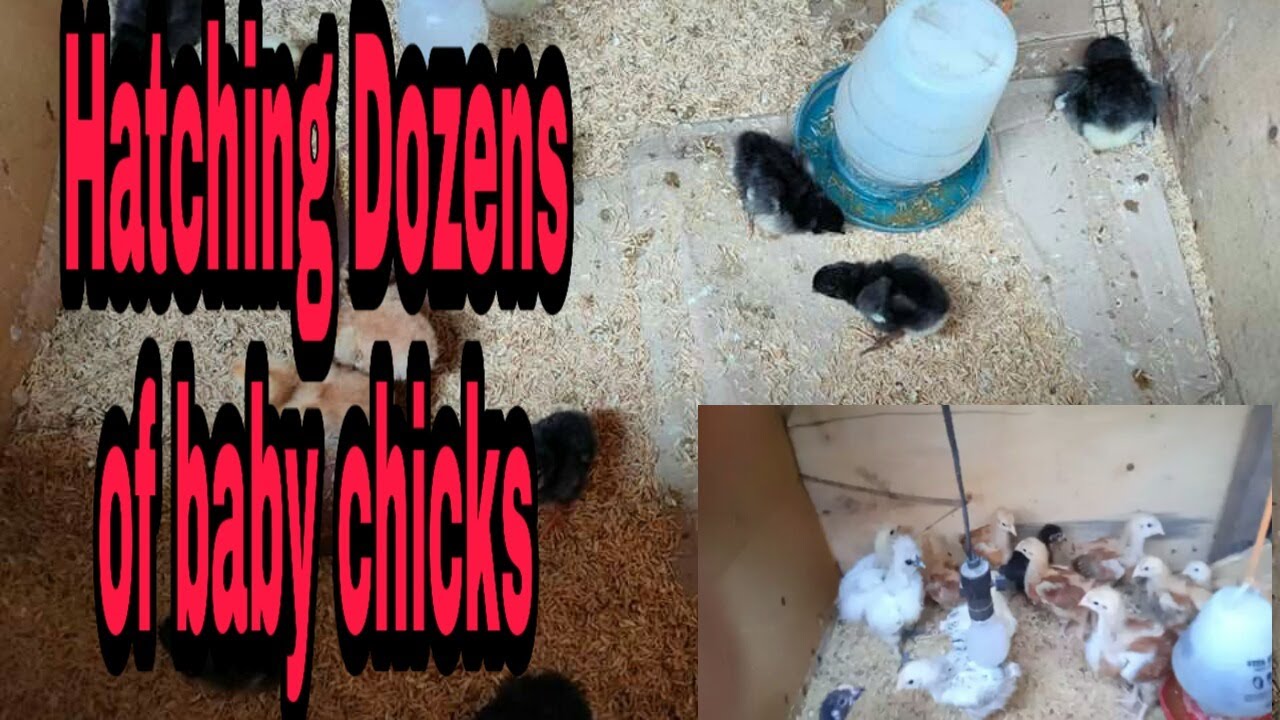 Hatching baby chicks | Free range chiken | sustainable farming ...
