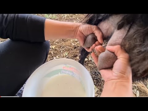KÖY DOĞAL KEÇİ PEYNİR  SALAMURASI NASIL OLUR? 🐐 | KEÇİ SAĞMA | DOĞAL YAŞAM | KÖY HAYATI