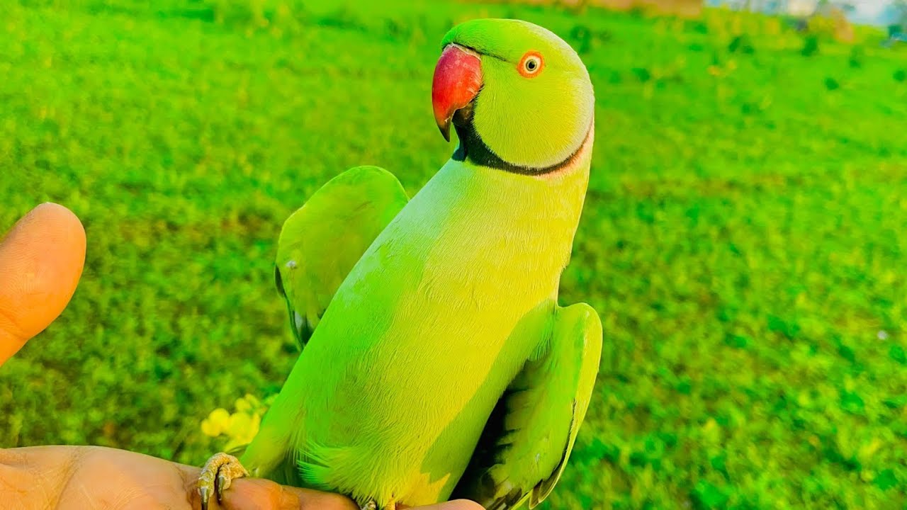 Hand tame parrot talking training || Ringneck parrot natural sound ...