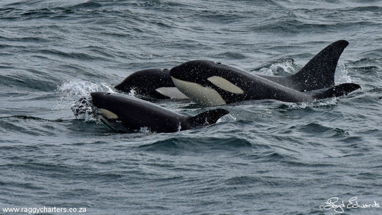 12 Orcas playing with a tourist boat in Algoa Bay | Raggy Charters ...