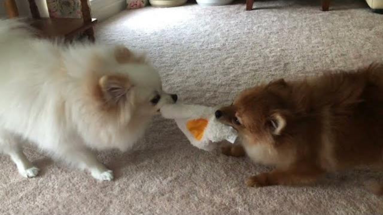 Pomeranian doing funny things | pomeranian funny dogs - YouTube