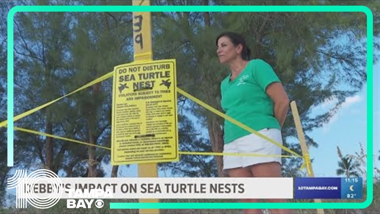 Debby washes away more than 100 sea turtle nests on Anna Maria Island ...