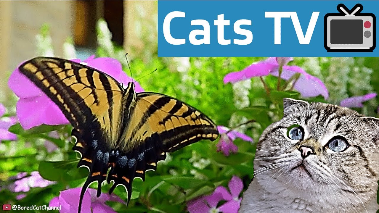 Cat TV for bored cats to watch - Natures Wonders - FHD 1080p - YouTube