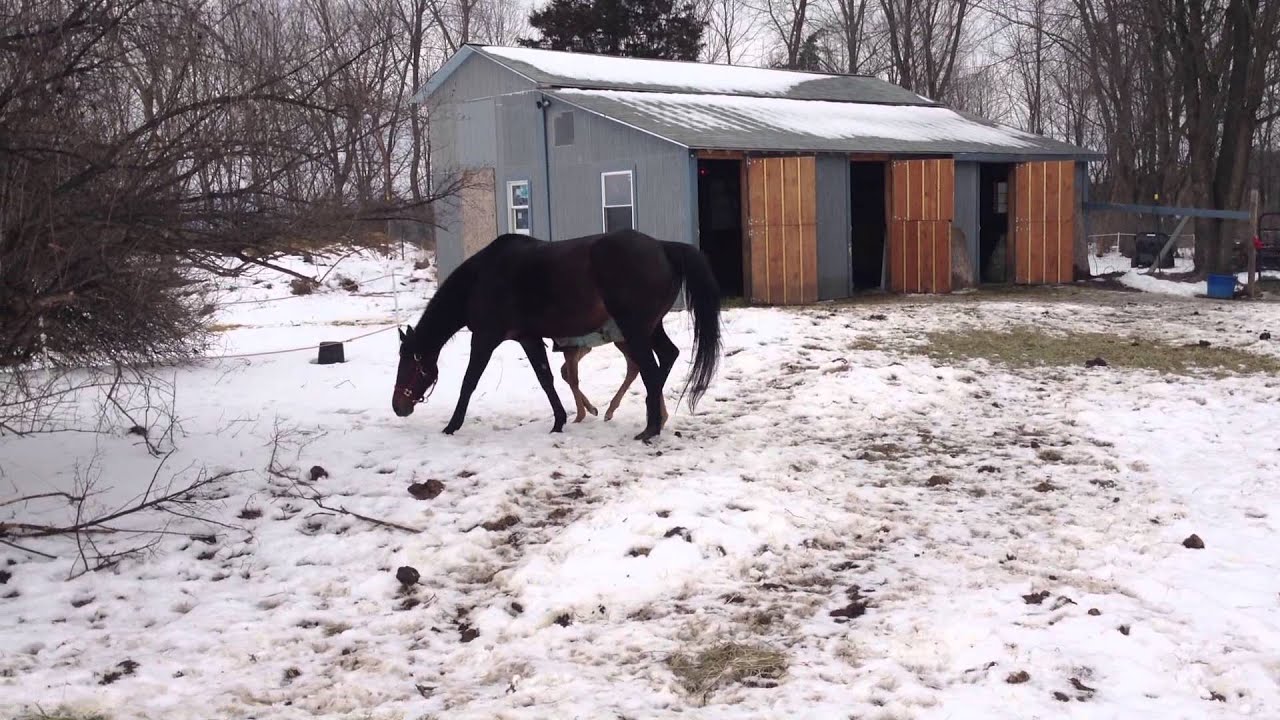 Baby Colts first time out - YouTube