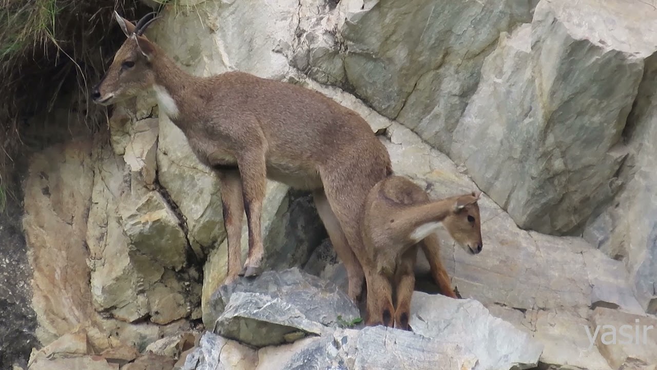 Ghoral mom kid on a rock - YouTube
