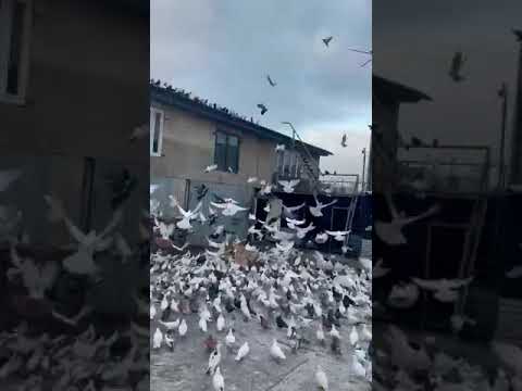 Вот она радость голубевода. Бакинцы Гургена. Москва !!!