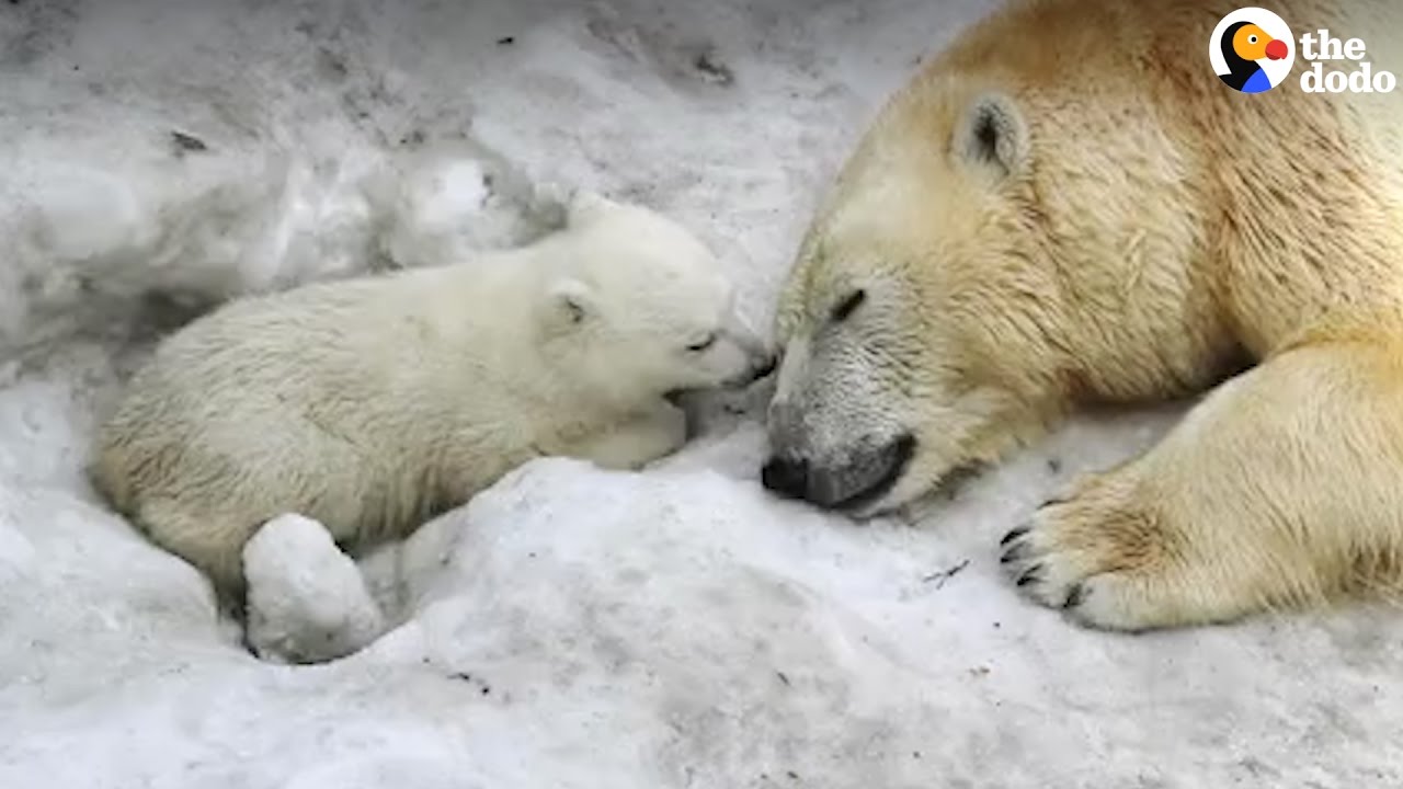 BEST Animal Moms Give Babies Courage | The Dodo - YouTube