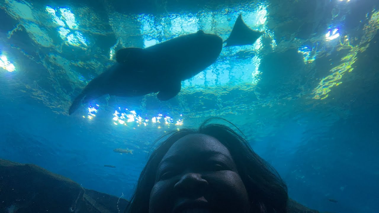 Field trip to the Georgia Aquarium 🐟 #Roadto100k - YouTube