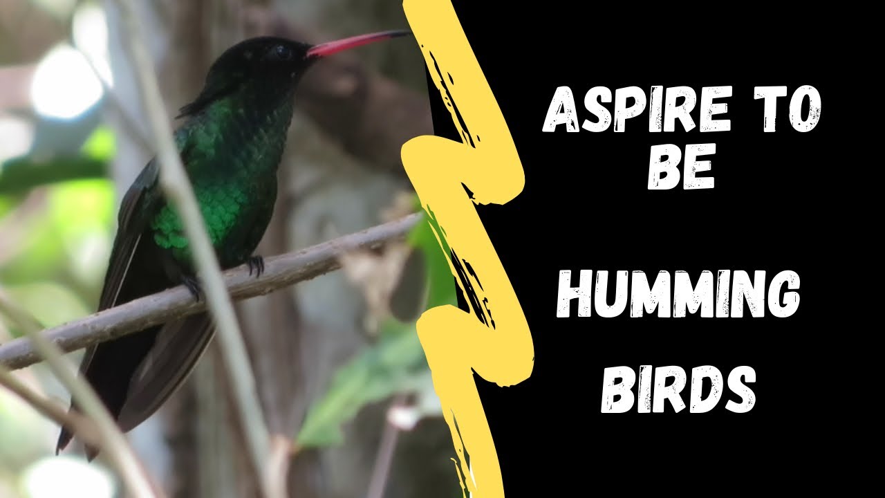 Aspire To Be | Humming Birds - YouTube