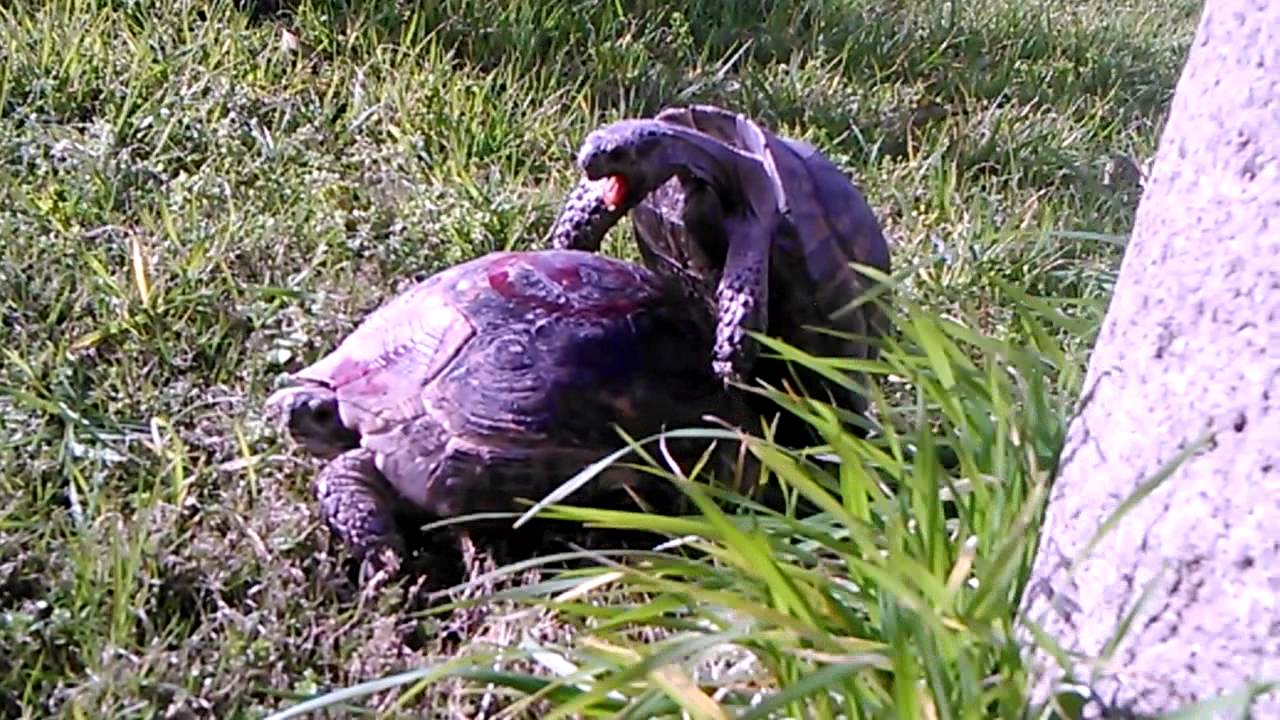 Fucking turtles - YouTube