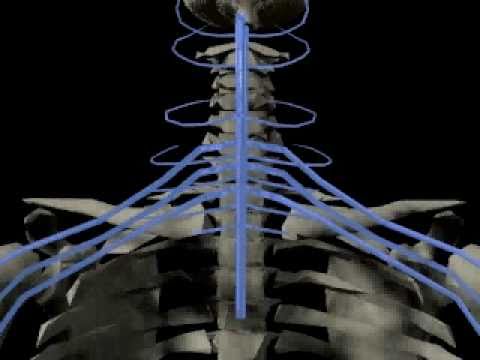 How Your Body Works: Nervous System - YouTube