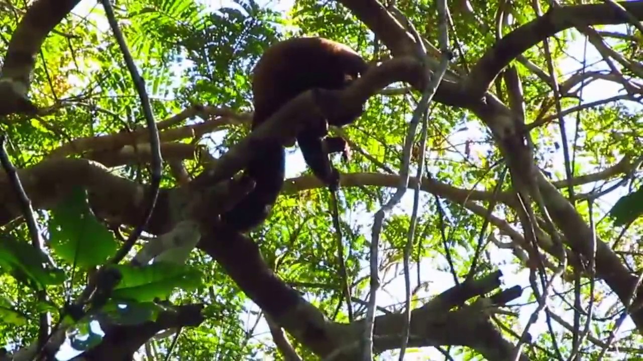 Macaco cuxiú (Chiropotes sagulatus) - YouTube