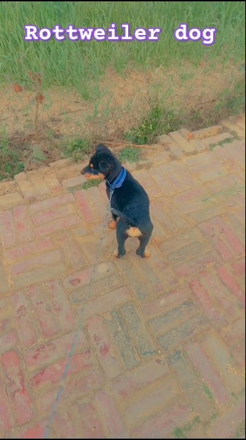 Rottweiler fans subscribe - YouTube