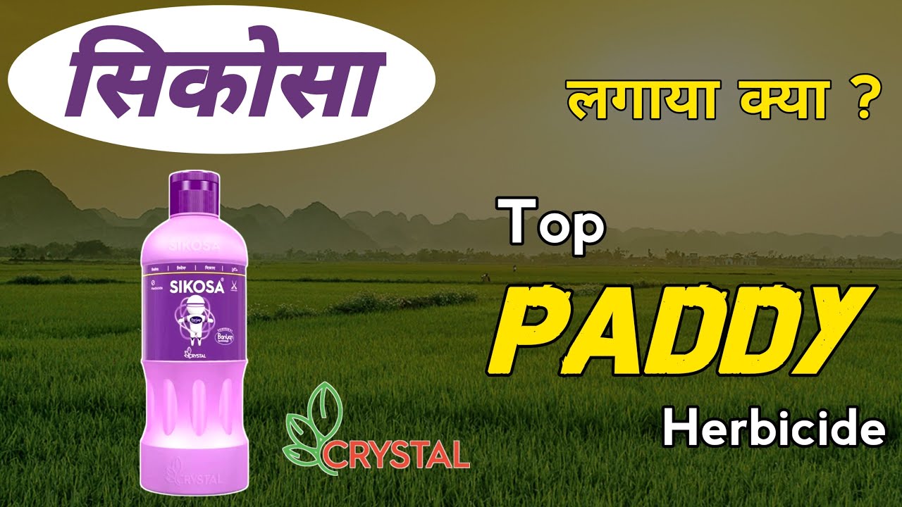 🤯Crystal Sikosa 💯 The Most Powerful Paddy Herbicide🌾 - YouTube