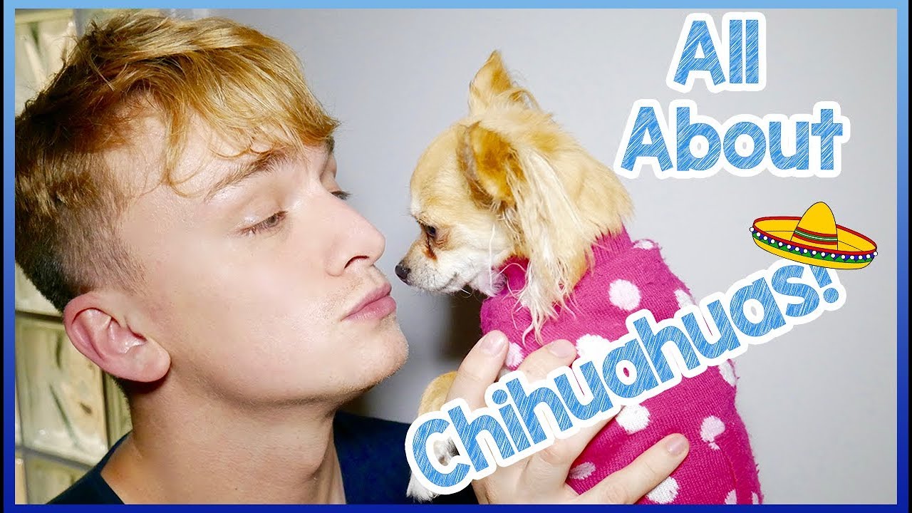 Steven and Ellie the Chihuahua Introduction! 5 Chihuahua Dog Breed ...