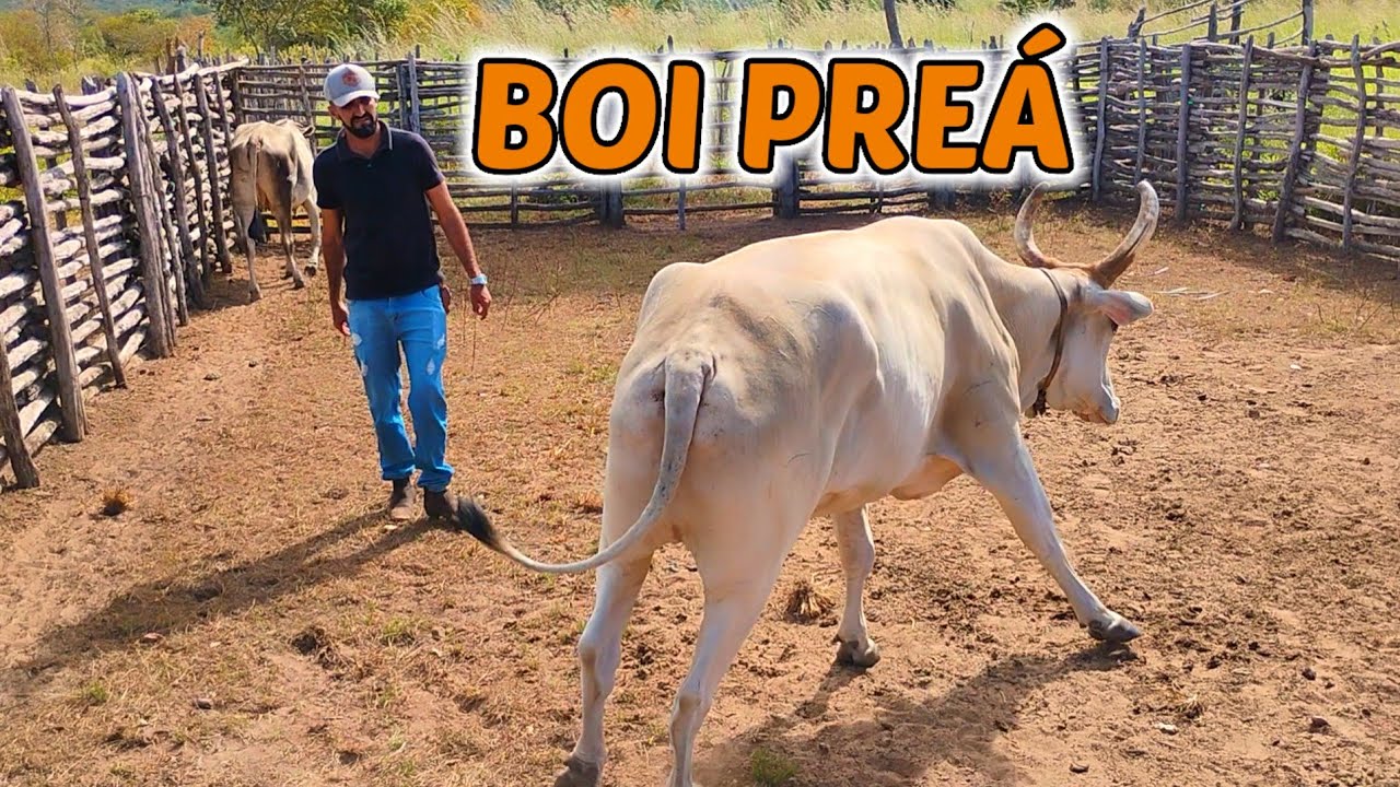 BASTIDORES DA CARREIRA DO BOI PREÁ - YouTube