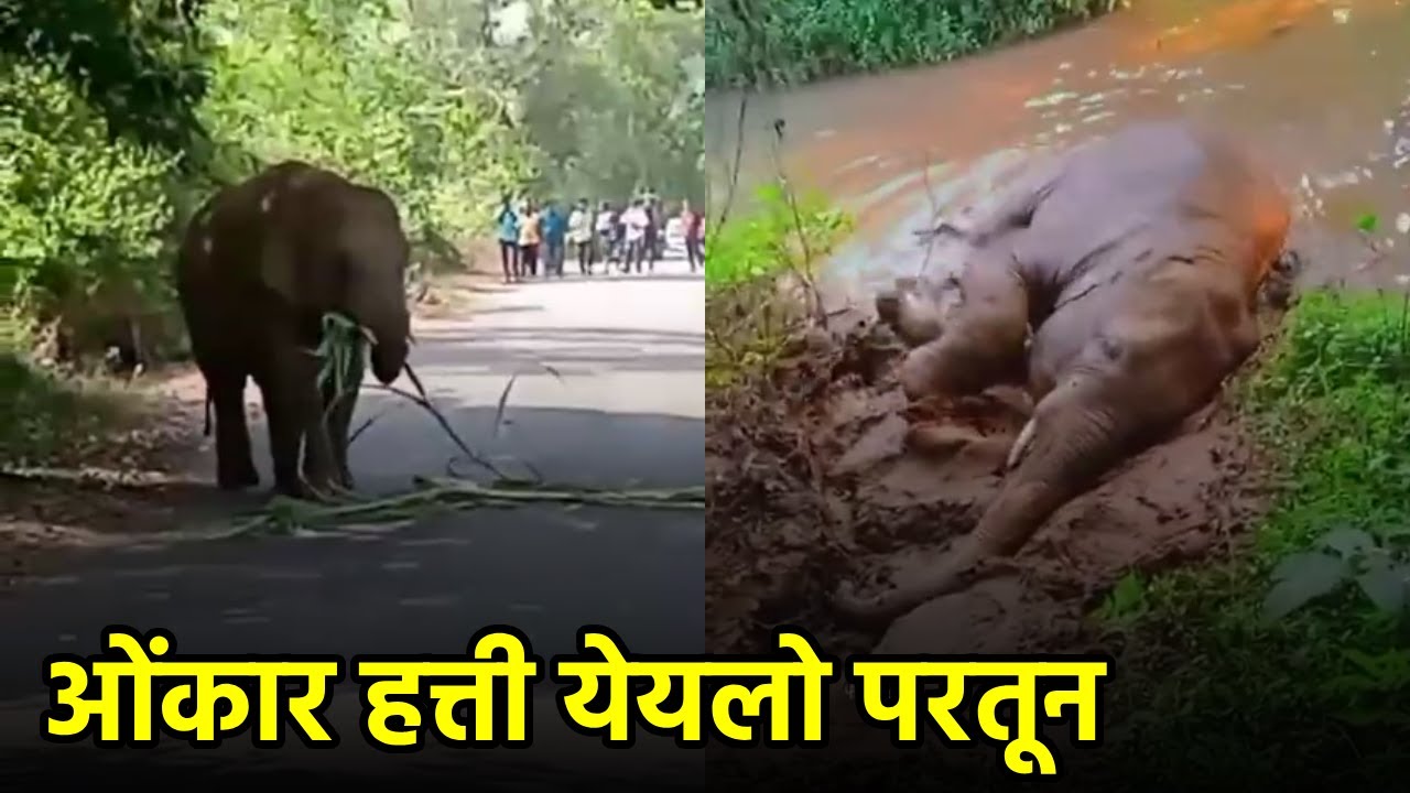 Omkar Elephant Returns to Fakir Patto Village, Pedne from Maharashtra ...
