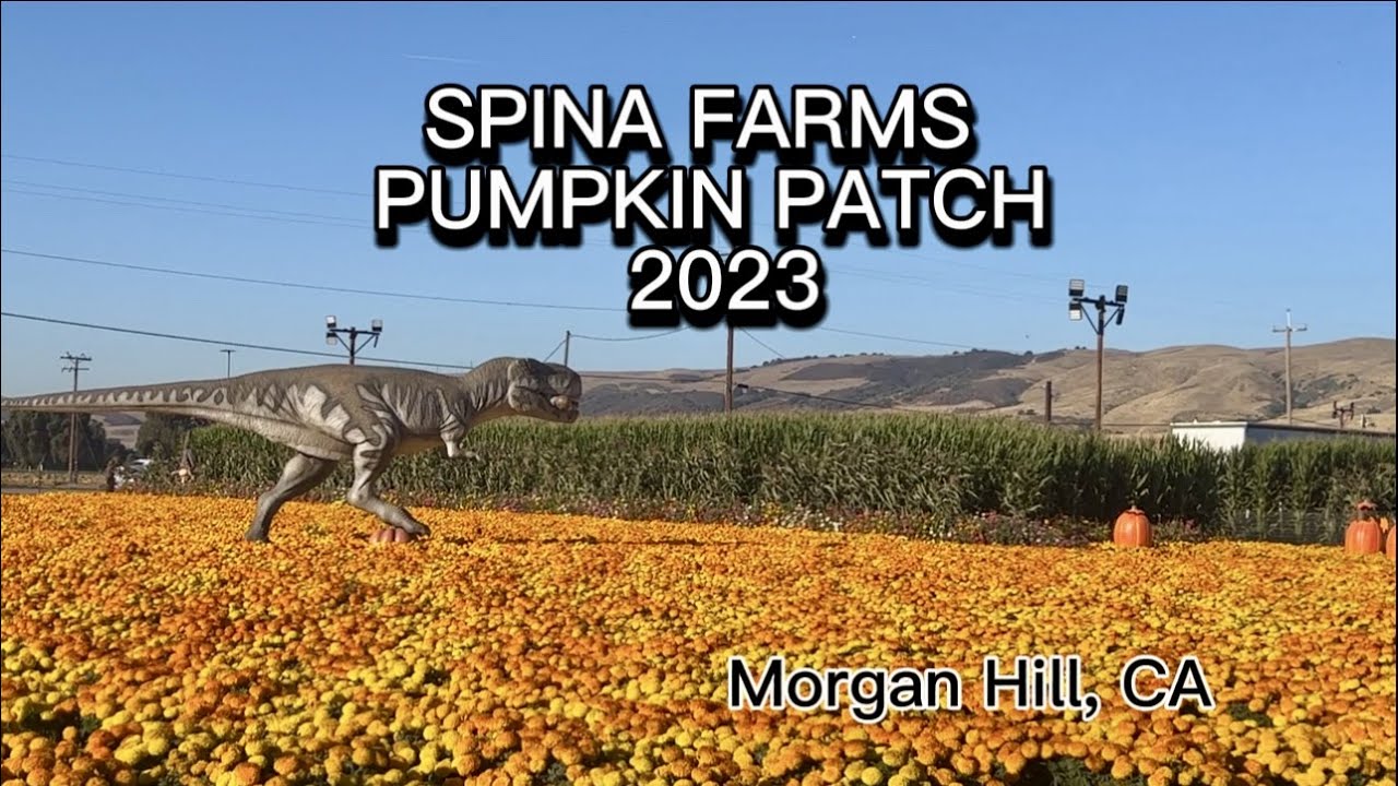 Spina Farms Pumpkin Patch | October2023 | Morgan Hill, CA | Tourist Attraction - YouTube