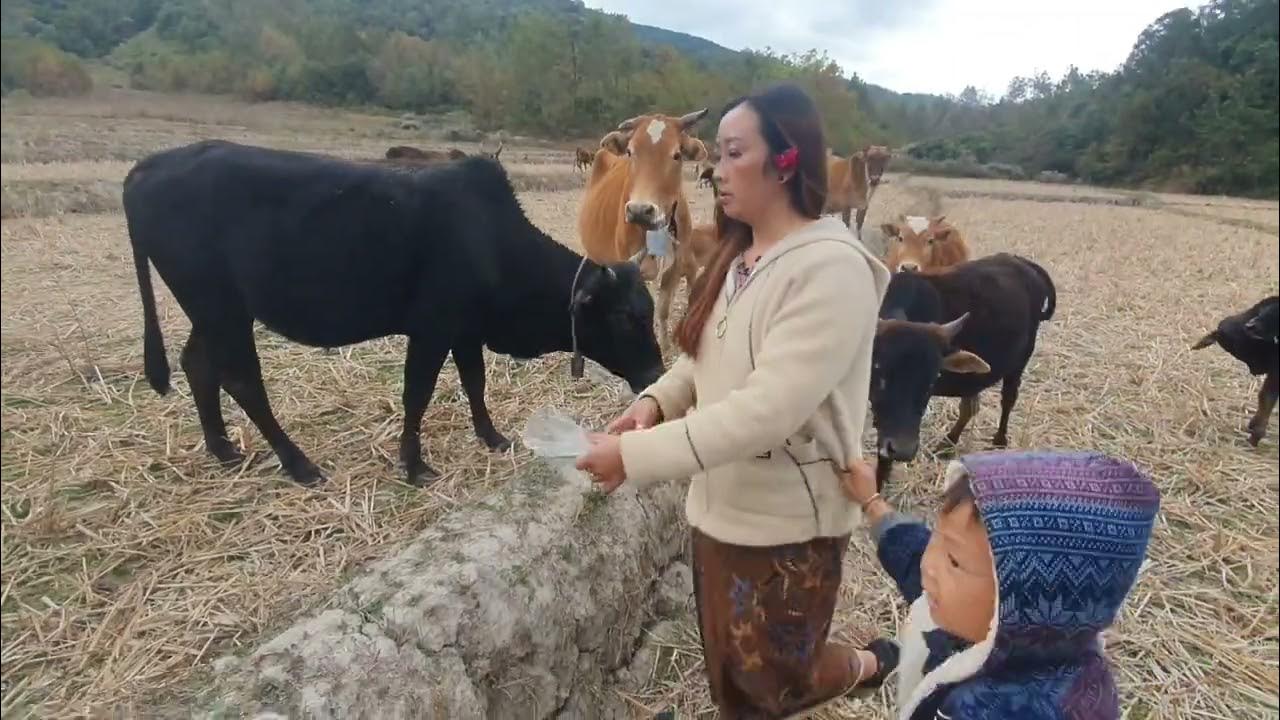 Peb cov niam txiv tub mu saib nyuj pem liaj /6/1/ 2023 - YouTube