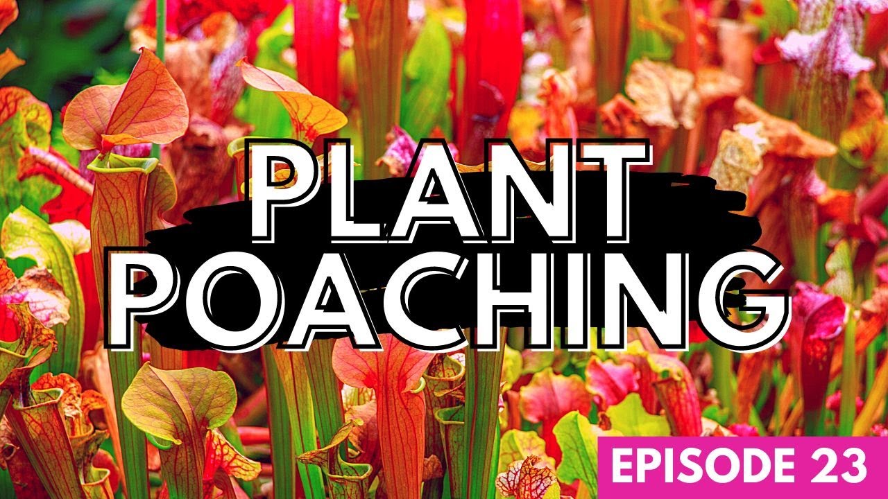 Plant Poaching the new biodiversity threat. (Episode 23) - YouTube