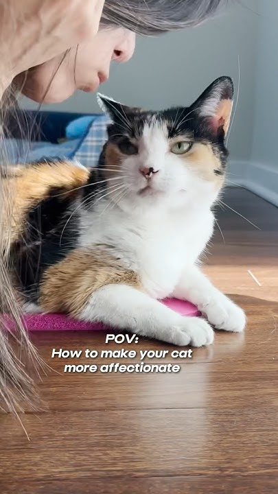 How to make your cat more affectionate #calicocat - YouTube