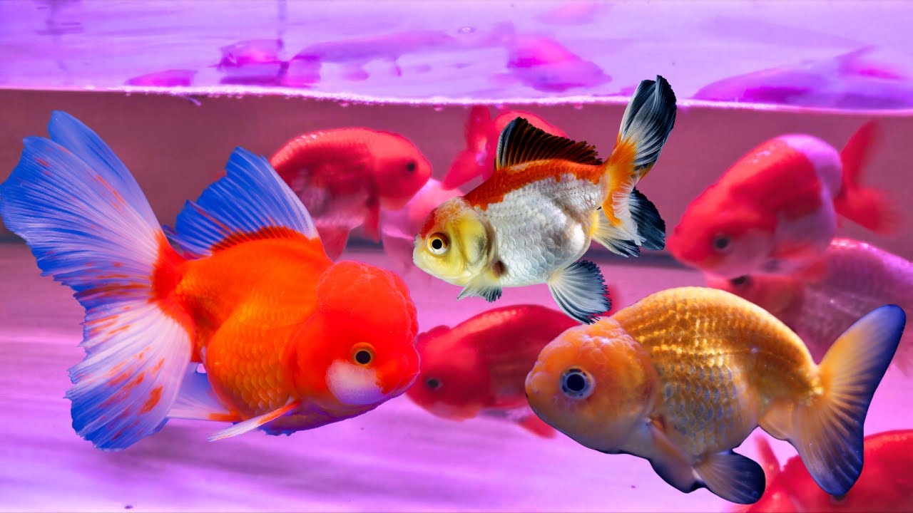 Beautiful golden fish in aquarium so cute and fresh - YouTube