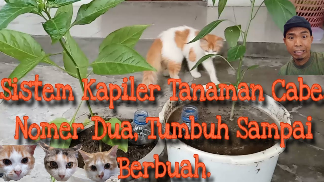 Sistem Kapiler Tanaman Cabe, - YouTube