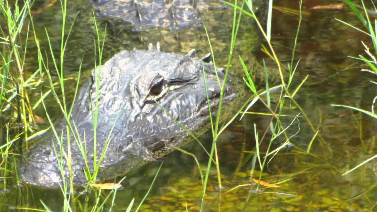 The Everglades: CrocoWorld HD - YouTube