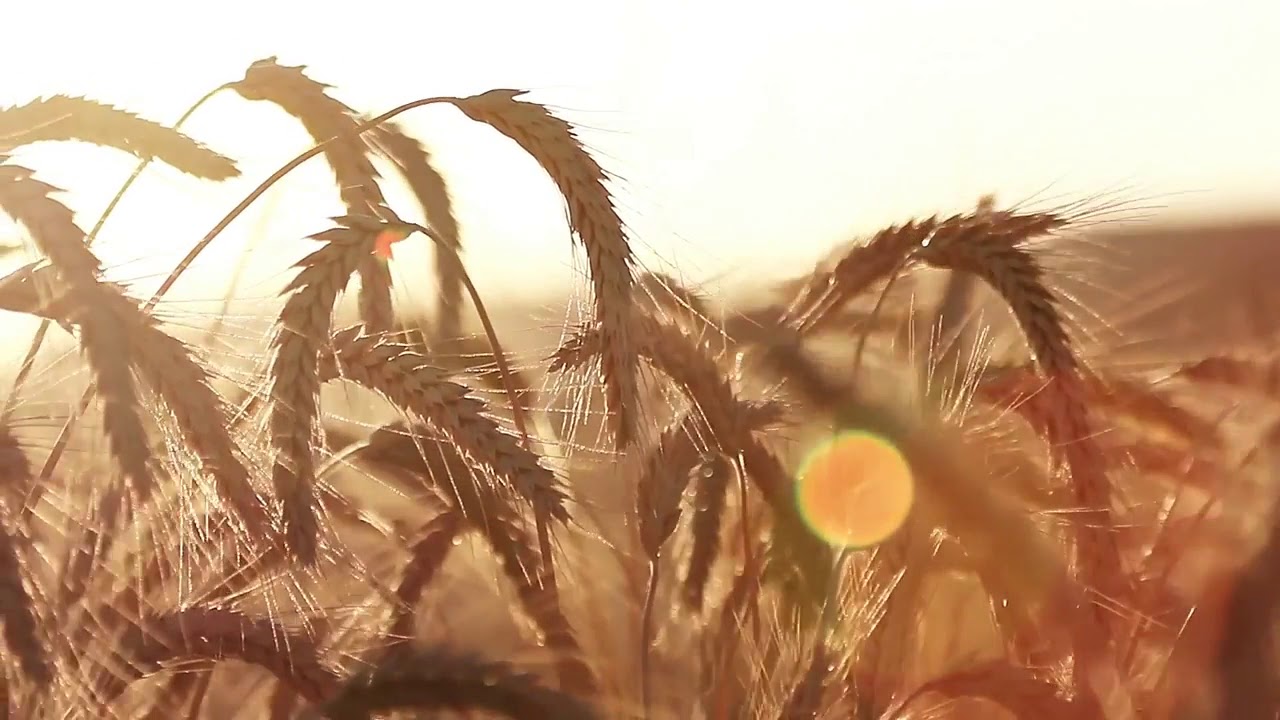 Slow Motion Wheat Blowing in the Wind with Sun-Rays | No Copyright ...