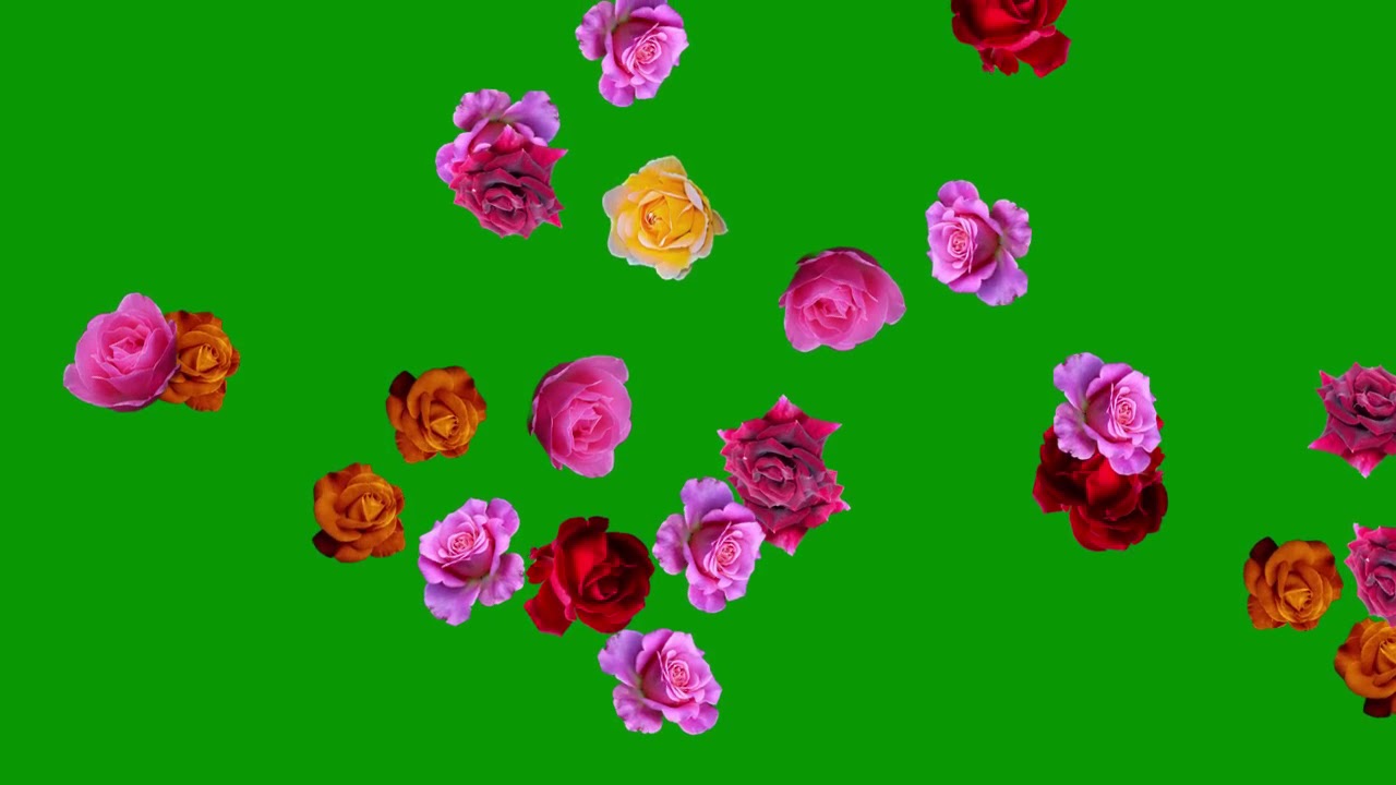 Free Green Screen : Rose Flowers Falling : Copyright Free Video - YouTube