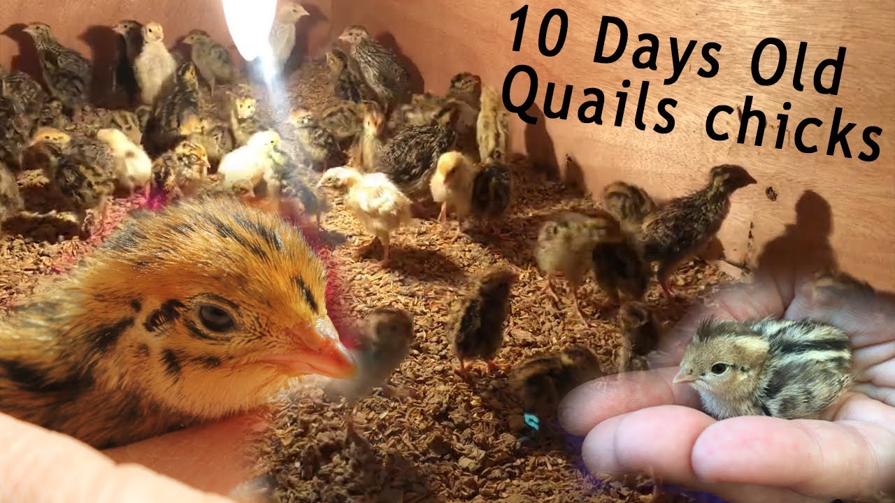 10 Days Old Quail Chicks setup - Quail Farming Home setup - YouTube