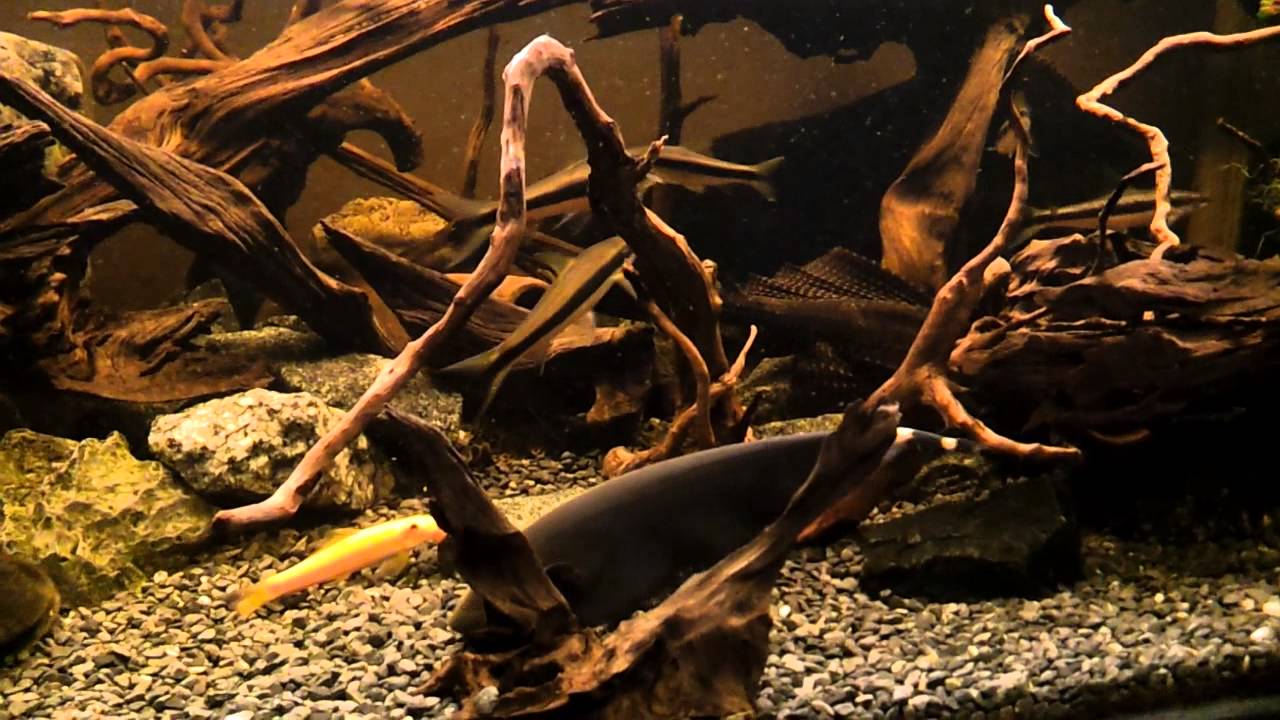 1200l fish tank w/plecos - YouTube