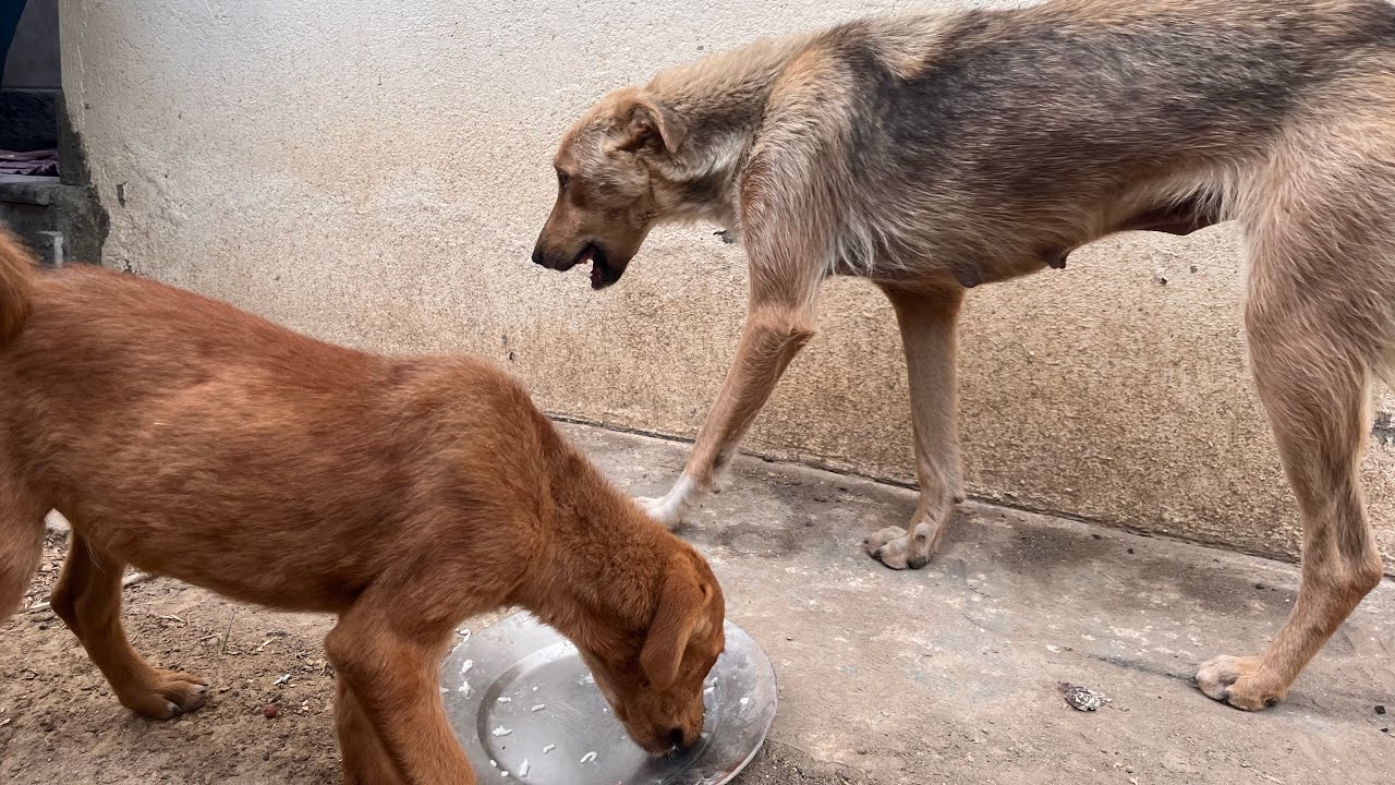 Making roti for street dogs | please subscribe @Streetdogs14 Dog ...
