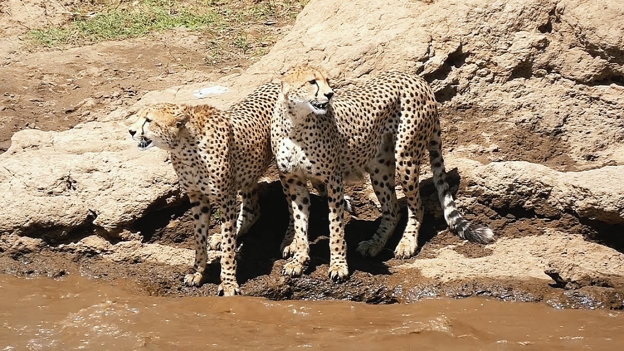 Cheetah Family anxious around Water | Masaimara | 6 April 2025 - YouTube
