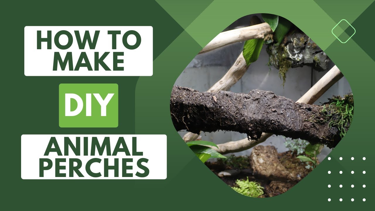 DIY Animal Perches - YouTube