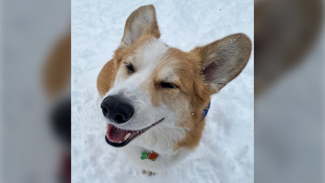 Here's how this social-media-famous corgi from Ontario saved their ...
