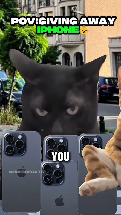 CAT MEMES🐱 POV:Giving Away Iphone Wholesome moments.. #cat #catmemes #funny #shorts - YouTube