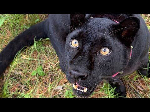 Panther Luna's family has grown 🤪/ life video 😁(ENG SUB)