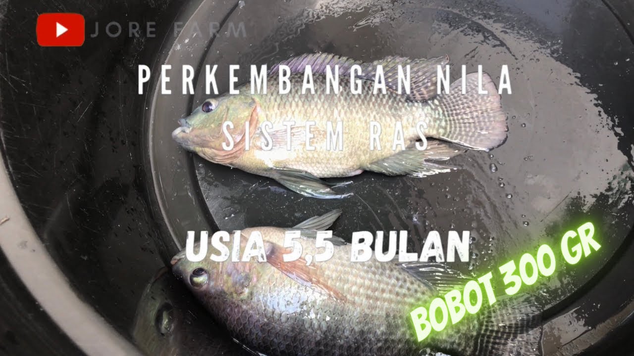 Perkembangan ikan nila sistem RAS usia 5,5 bulan - YouTube