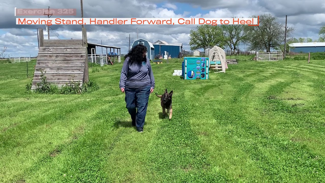 UKC Rally Exercise 325: Moving Stand, Hander Forward, Call Dog to Heel ...