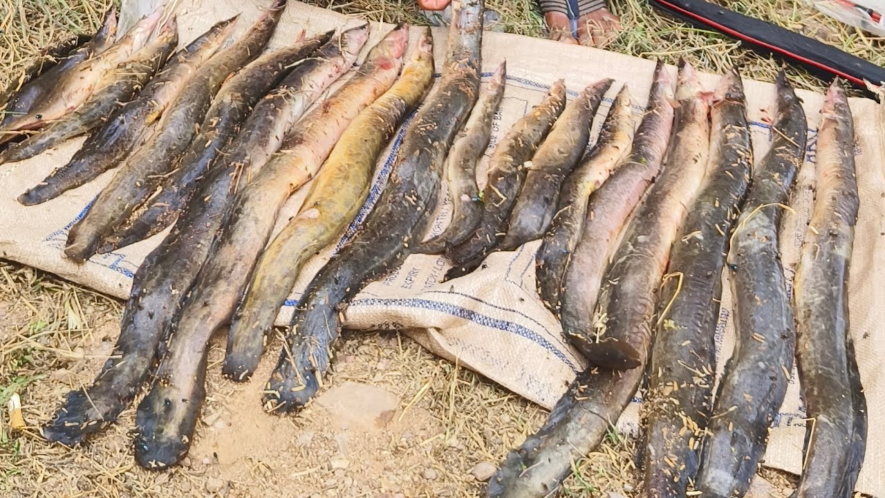 #bam big 🐬fishing FA fishing farru 🎣🐠 - YouTube