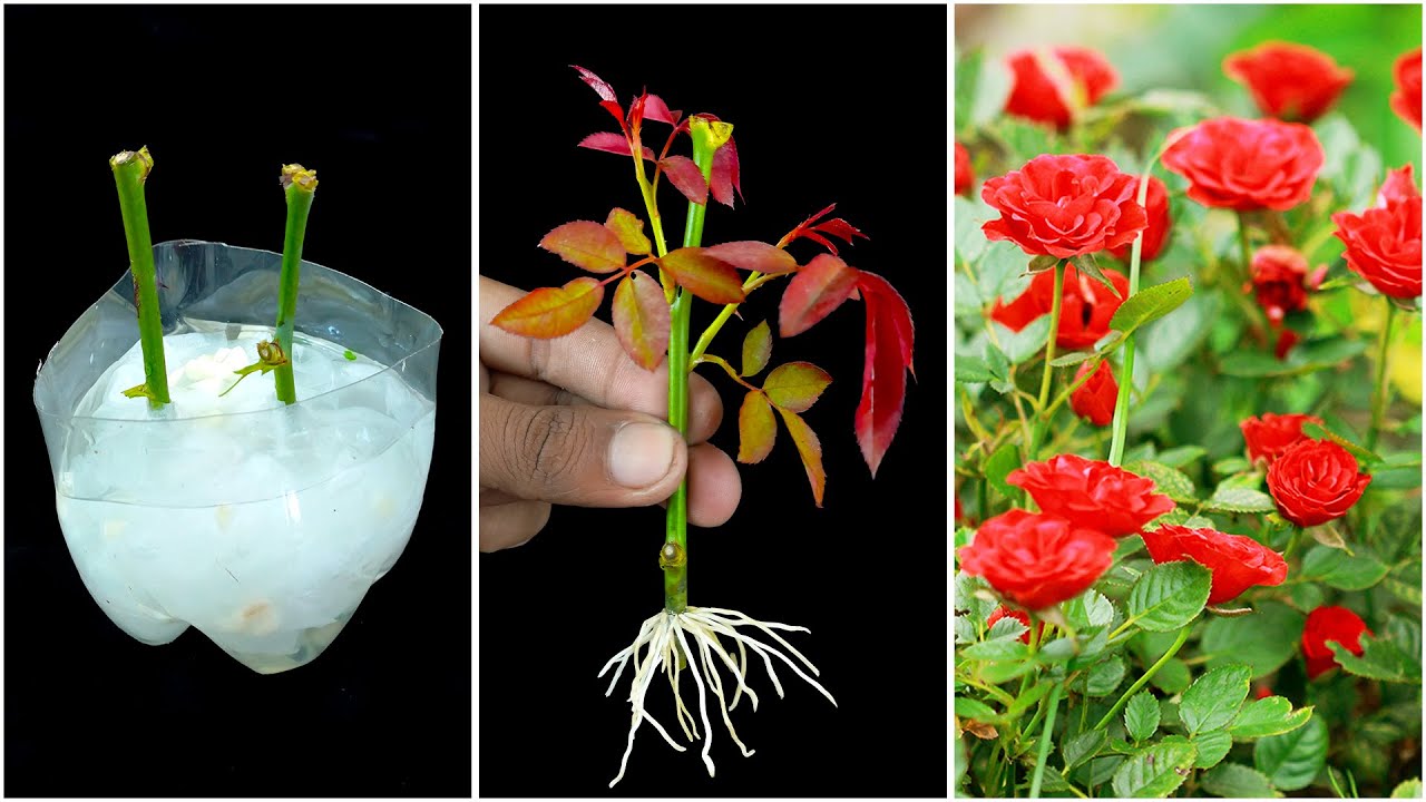 Best method of propagate rose plants from cuttings using tissue paper🌹 ...